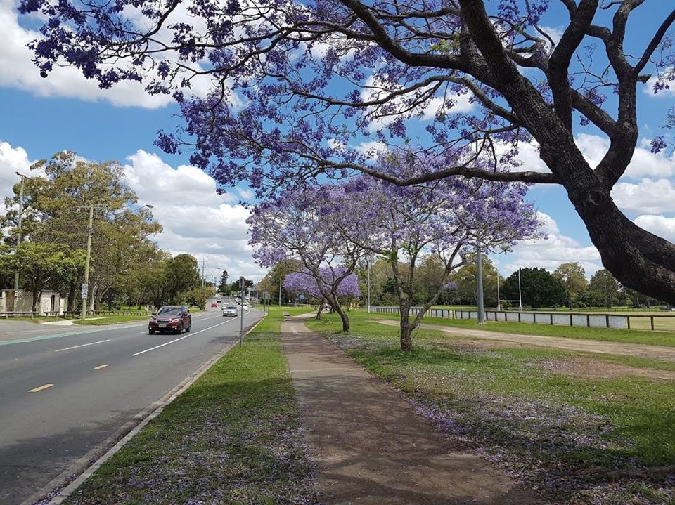 Save Shaw Road Bike Lanes, Wooloowin – Space for Cycling Brisbane